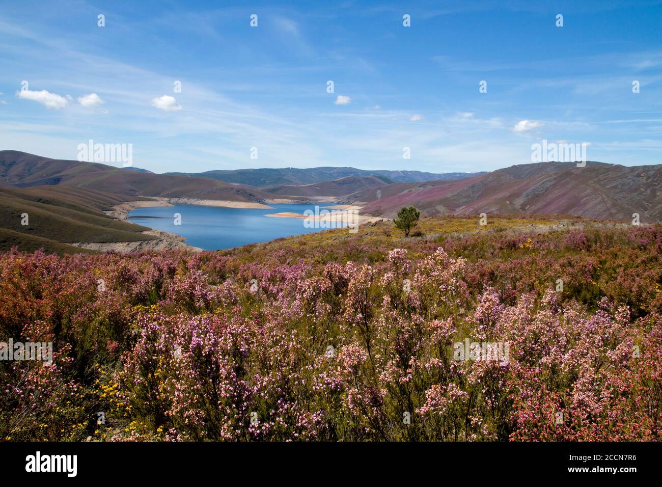 Water reservoir in springtime landscape with blossoming heath plants ...