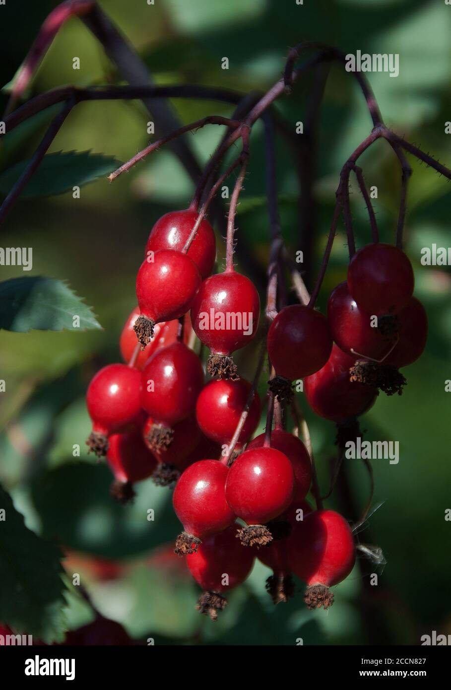 Rosa glauca hips hi-res stock photography and images - Alamy
