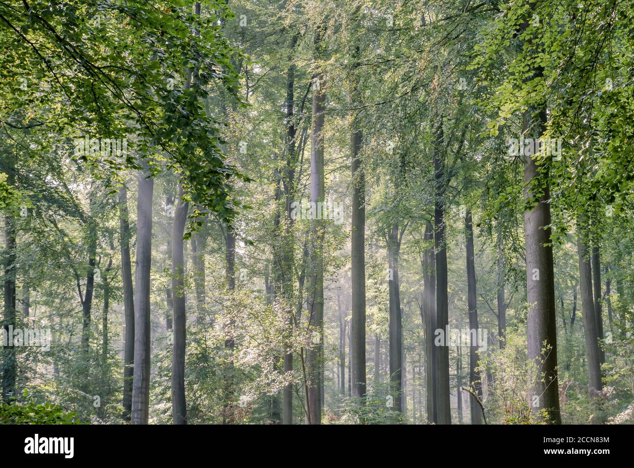Forêt de soignes hi-res stock photography and images - Alamy