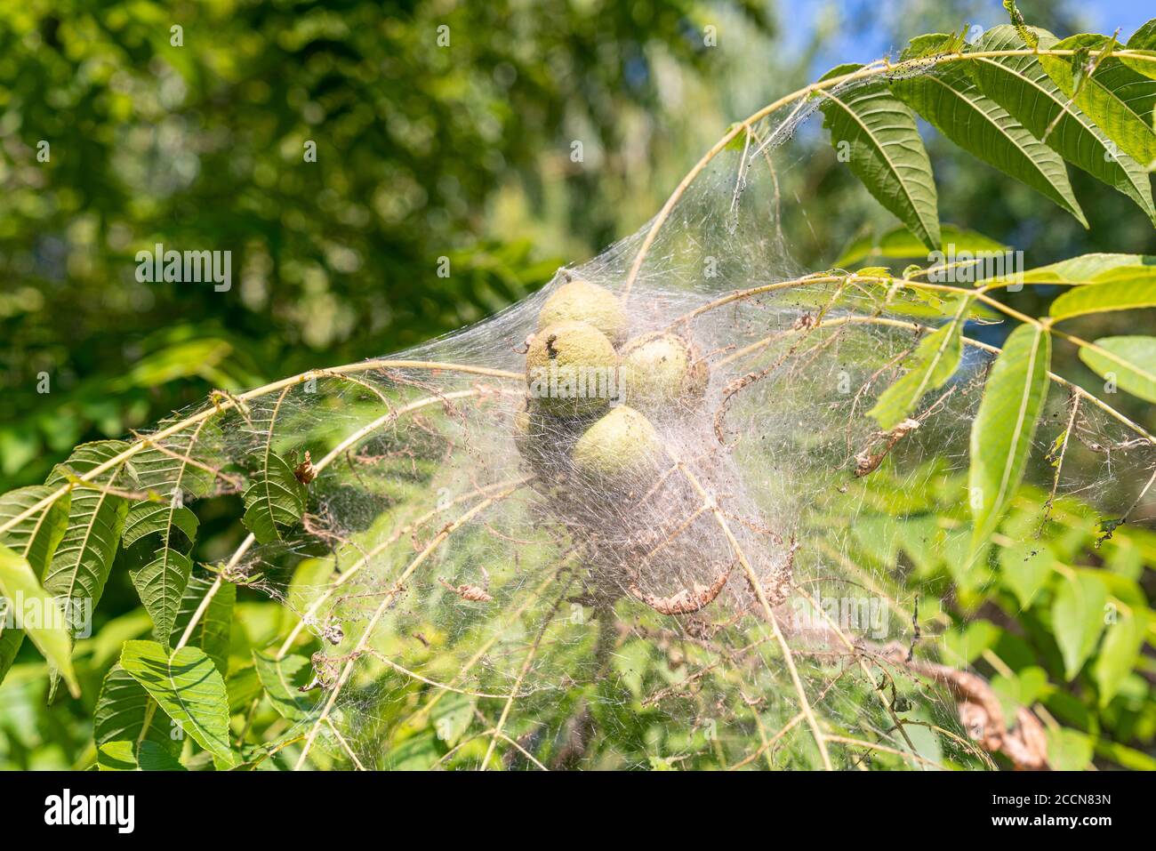 Frontier Park nature scenes in Erie, Pennsylvania Stock Photo - Alamy