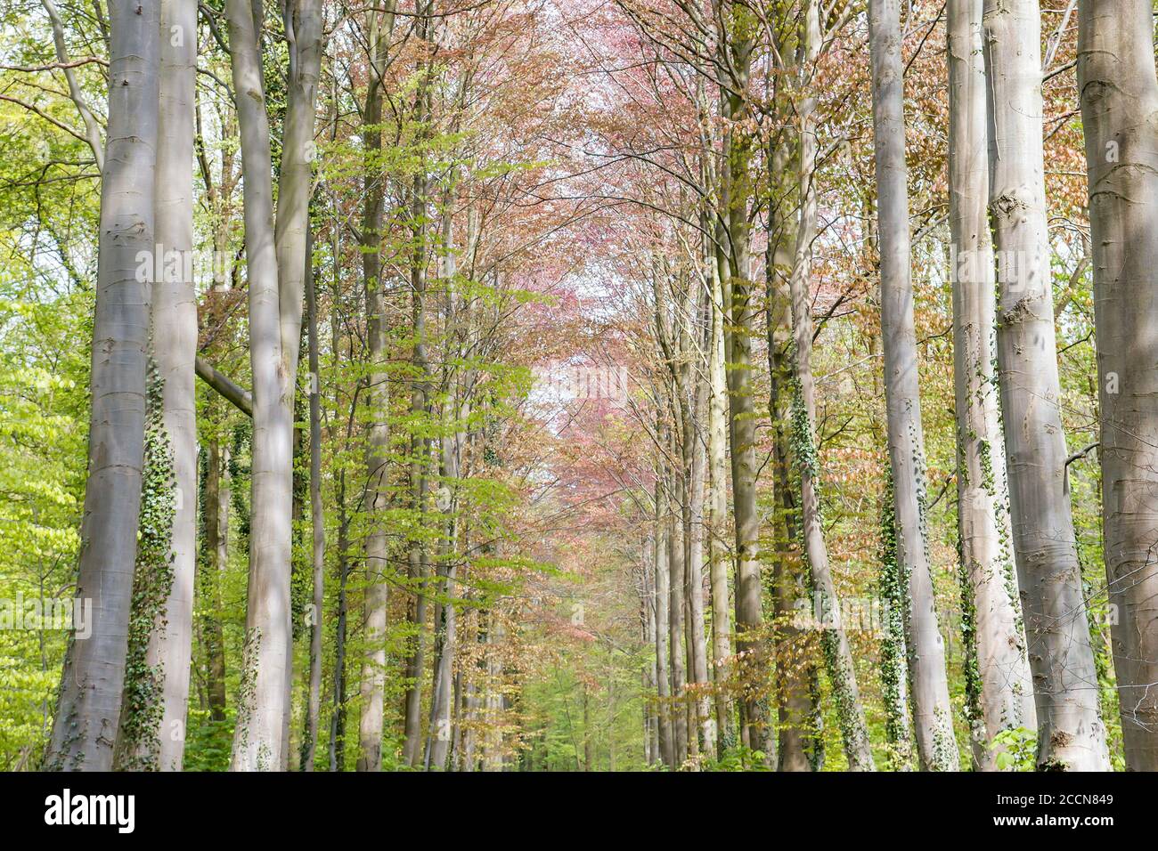 Beech trees avenue with springtime foliage Stock Photo - Alamy