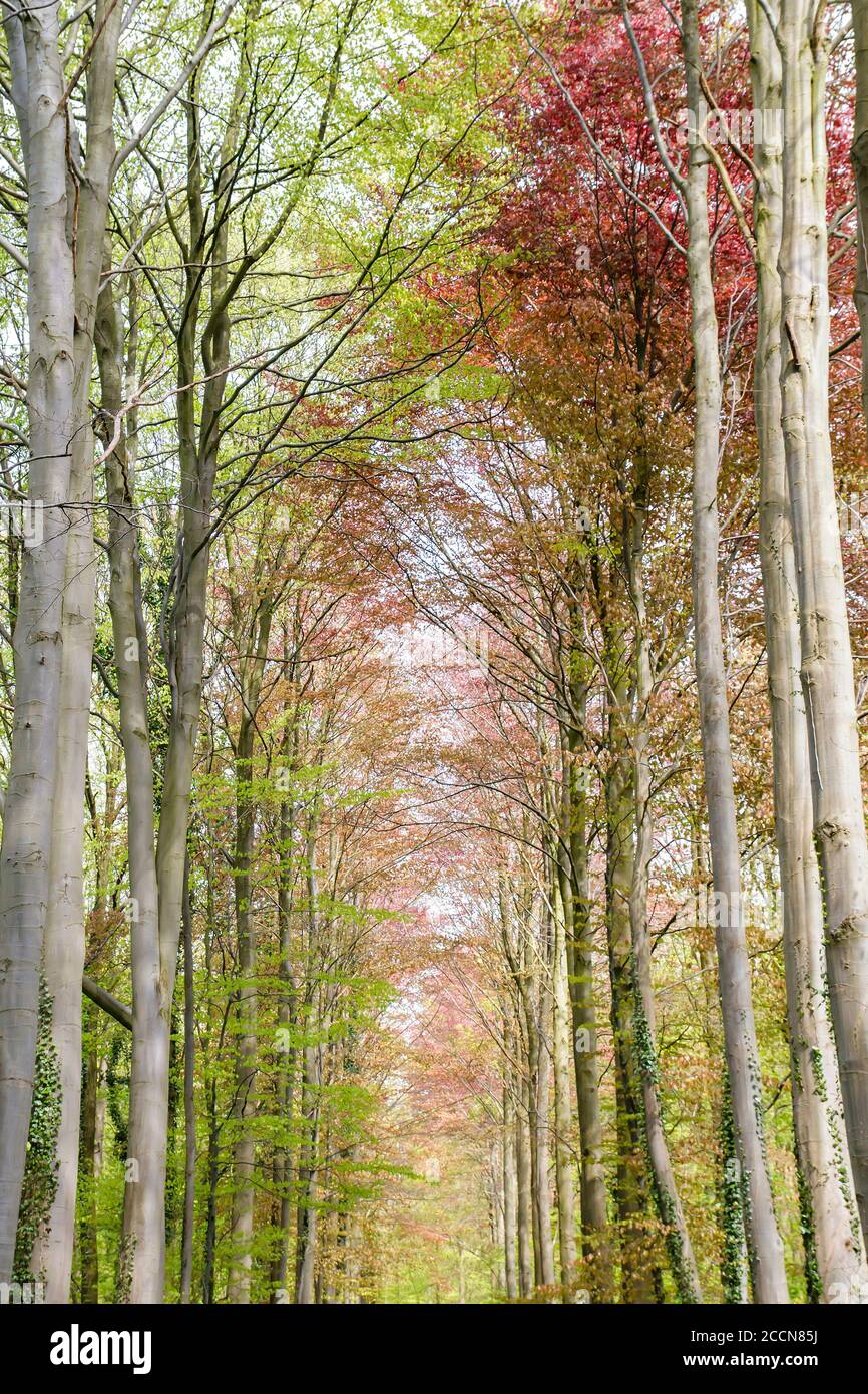 Woodland avenue hi-res stock photography and images - Alamy