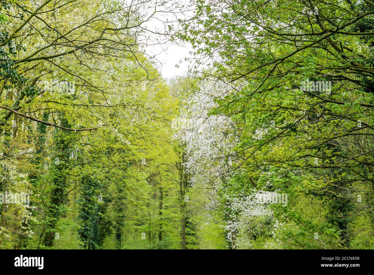 Canopy woodland hi-res stock photography and images - Alamy
