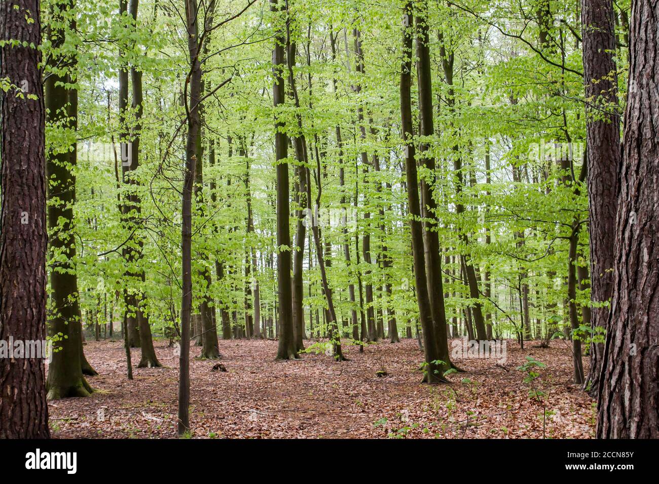 Glade in beech forest hi-res stock photography and images - Alamy