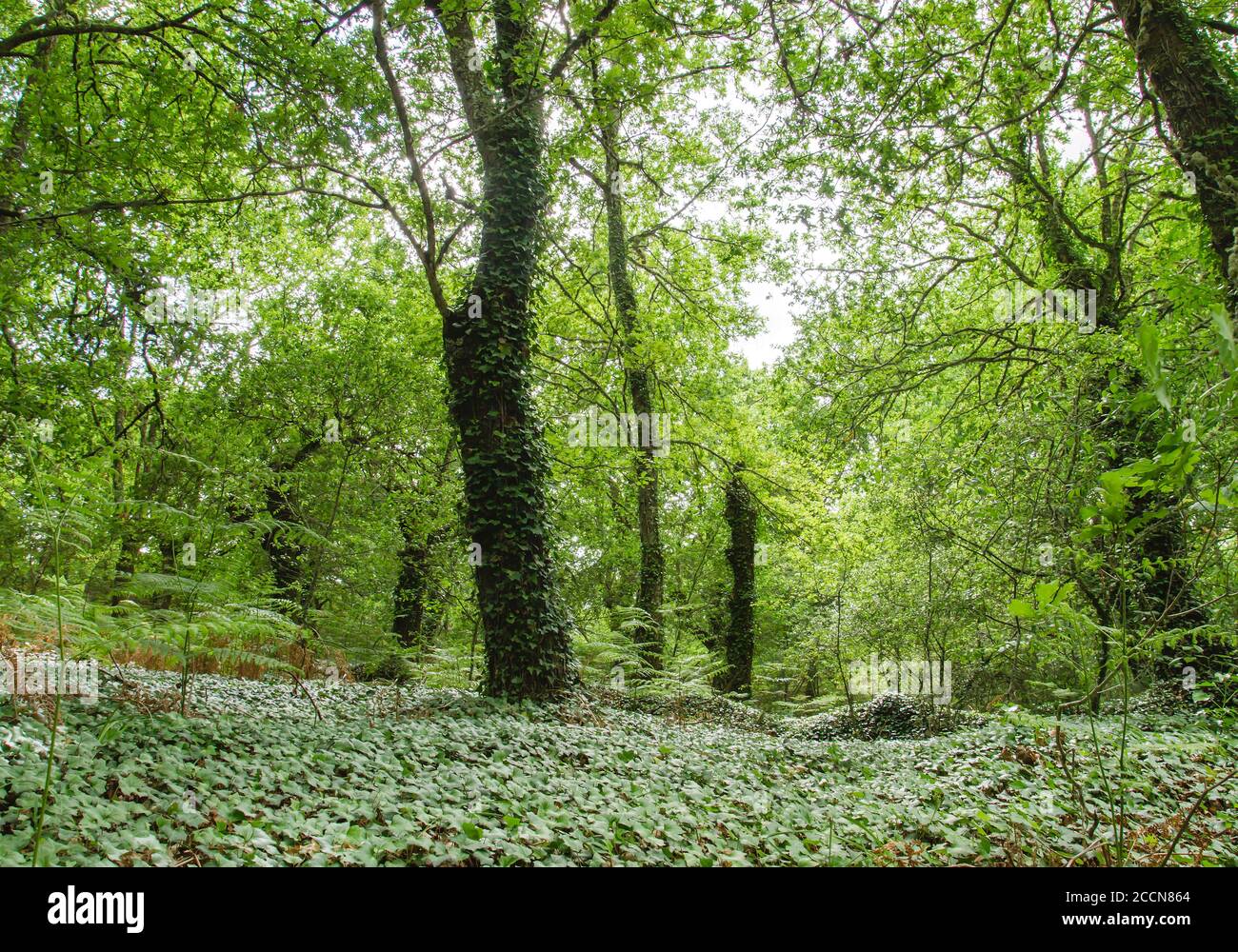 Creeping ivy forest floor hi-res stock photography and images - Alamy