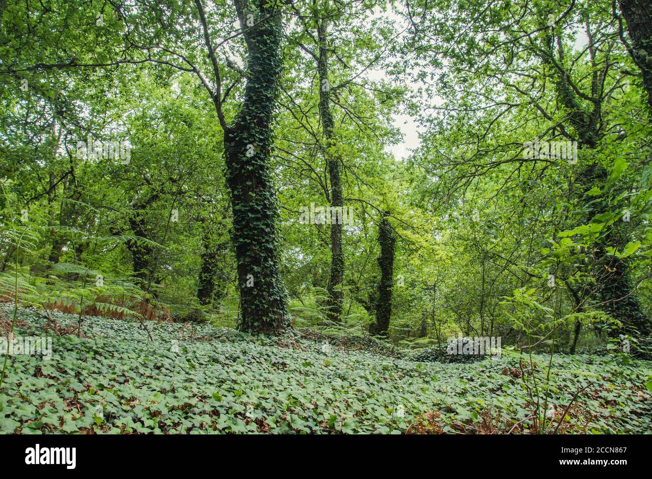 Creeping ivy forest floor hi-res stock photography and images - Alamy