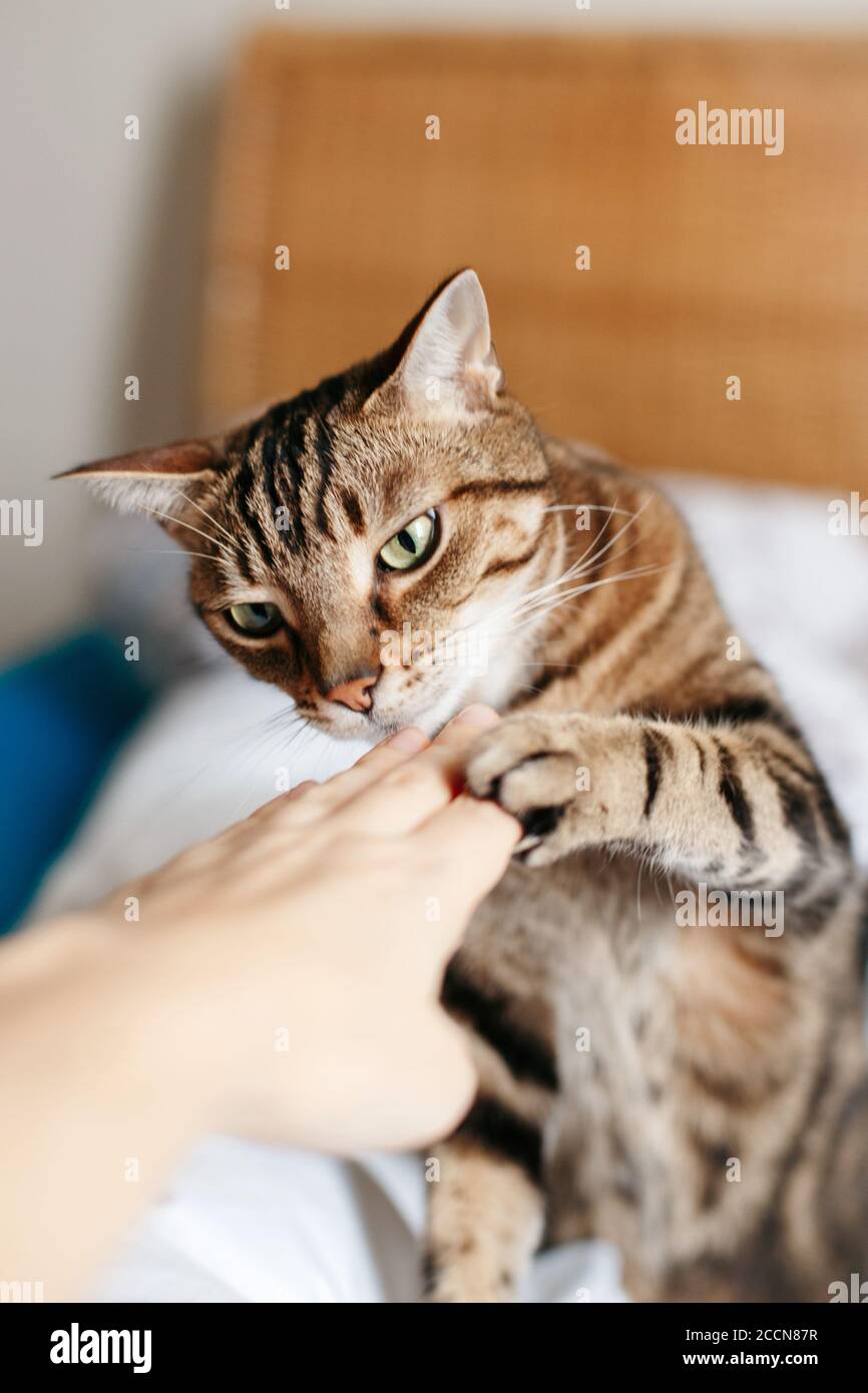 Beautiful tabby pet cat sniffing human hand palm. Relationship of owner ...
