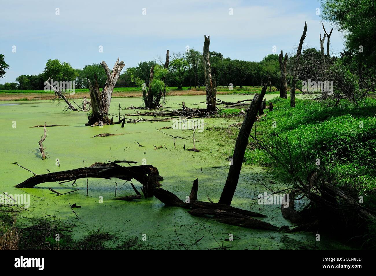 A lowland swamp covered with algae and deadwood trees Stock Photo - Alamy