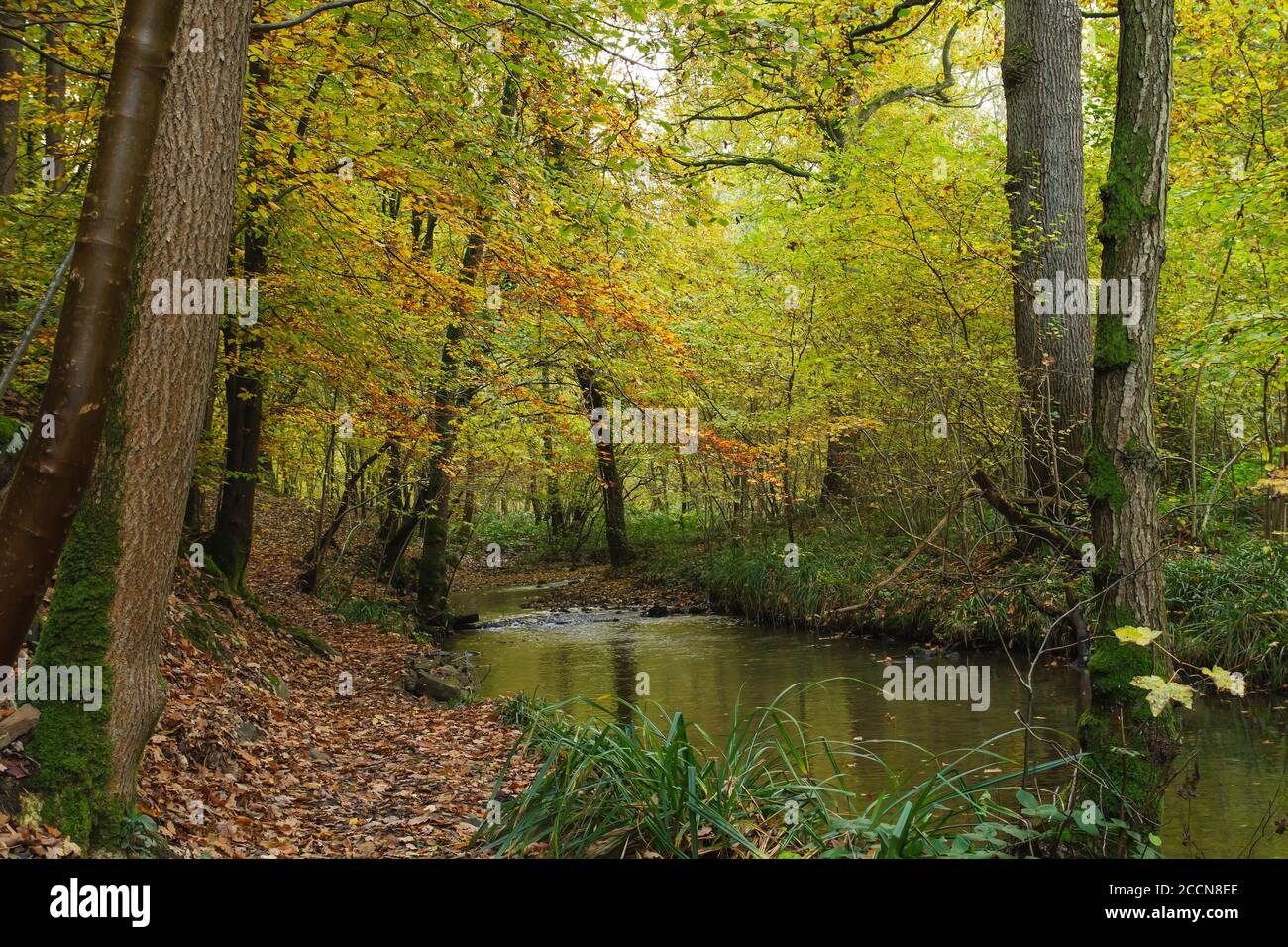Autumnal landscape in deciduous woodland Stock Photo - Alamy