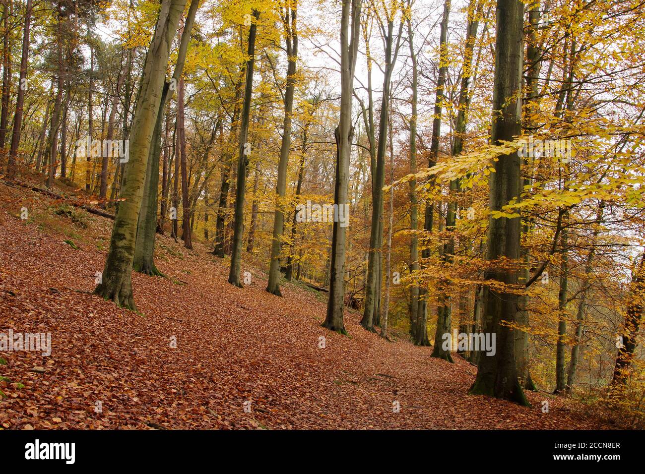 Autumnal landscape in deciduous woodland Stock Photo - Alamy