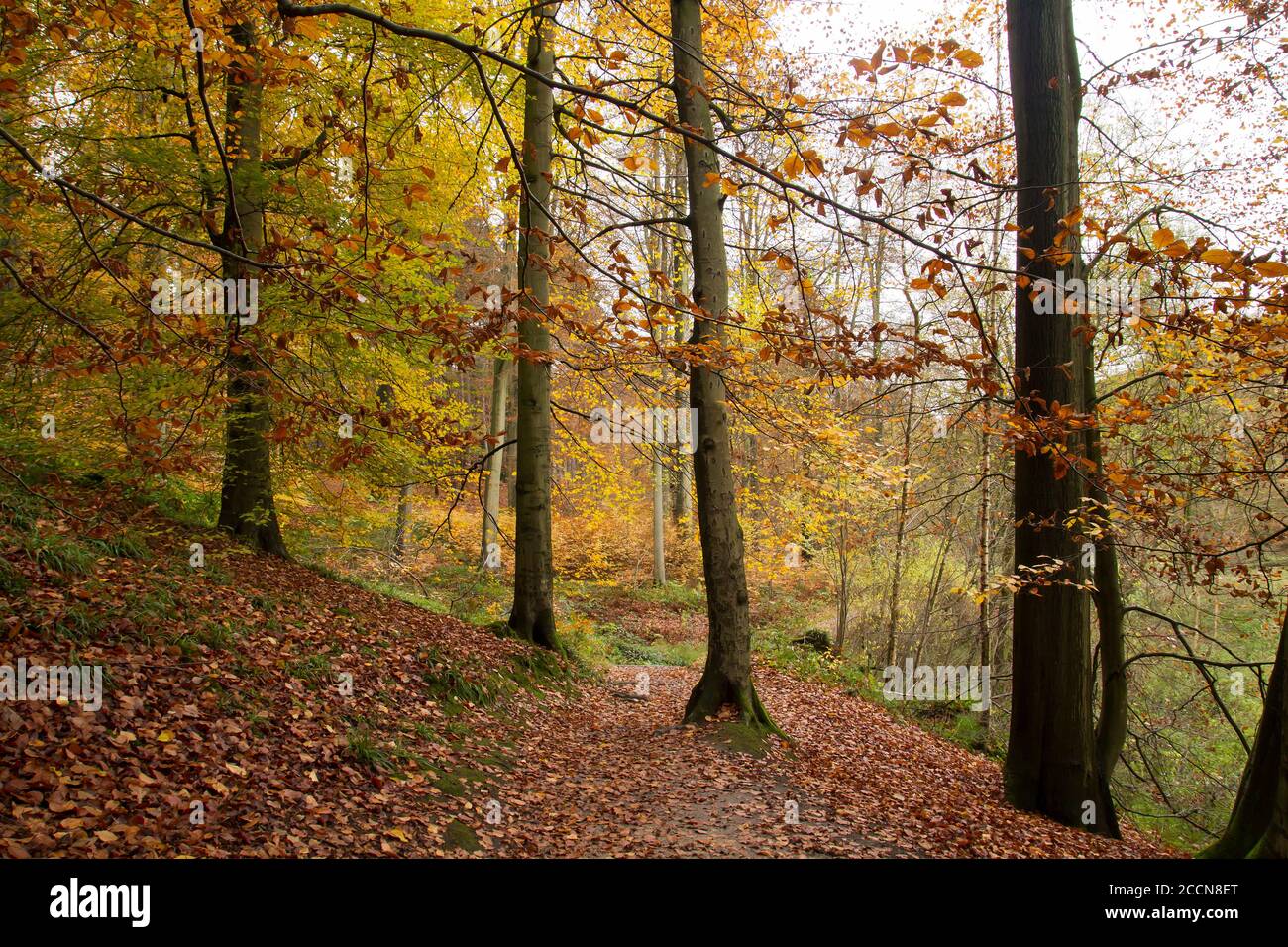 Autumnal landscape in deciduous woodland Stock Photo - Alamy