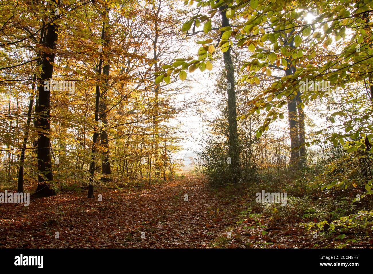 Deciduous woodland ecosystem hi-res stock photography and images - Alamy