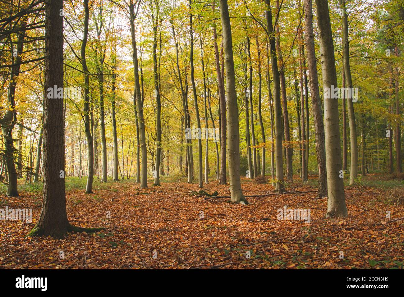 Deciduous woodland ecosystem hi-res stock photography and images - Alamy