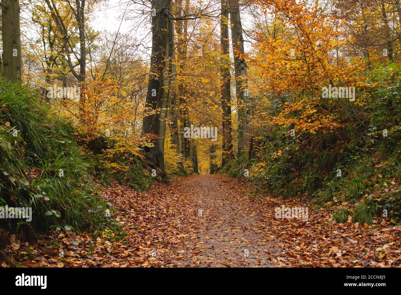 Deciduous woodland ecosystem hi-res stock photography and images - Alamy