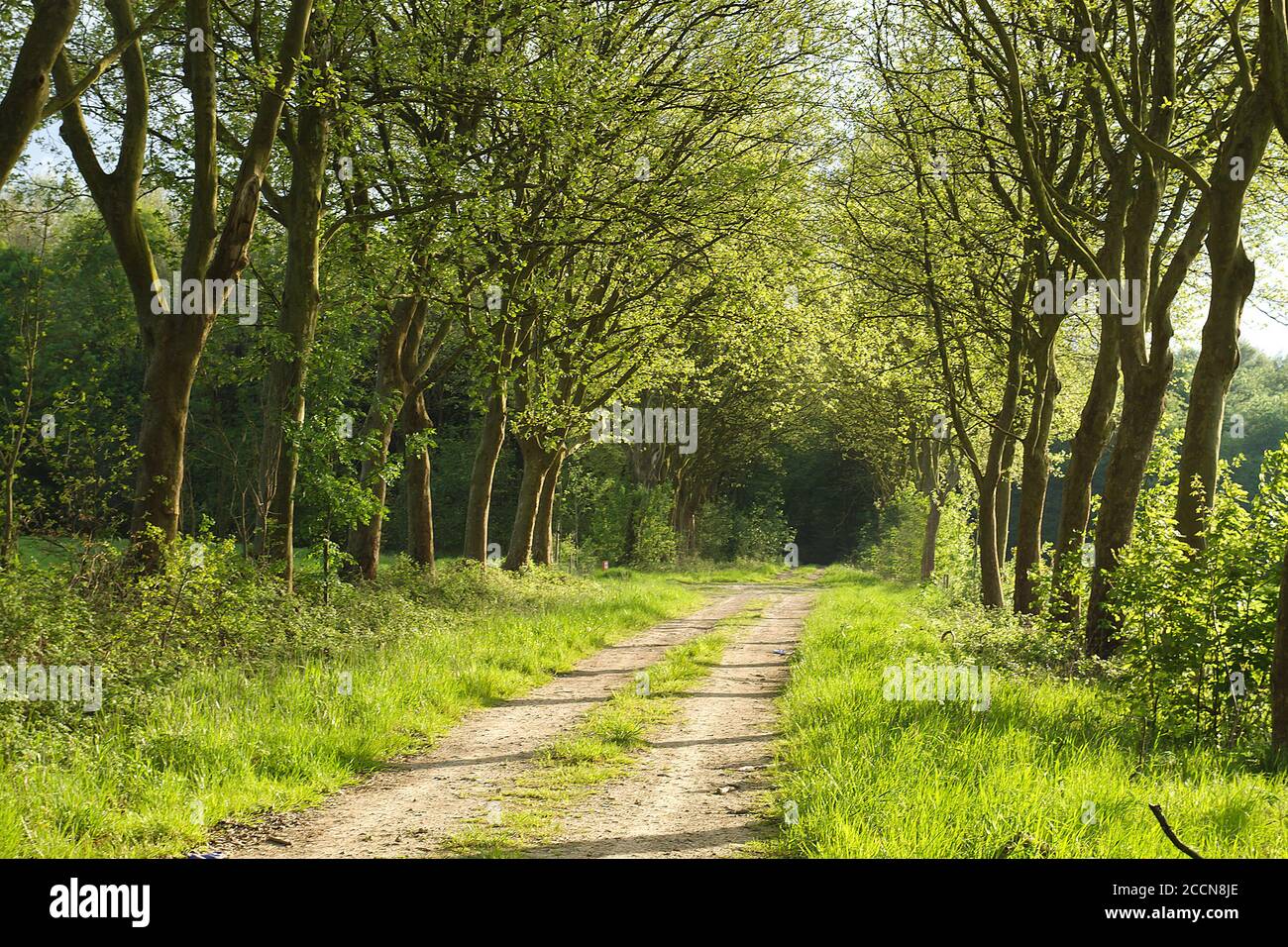 London plane tree avenue hi-res stock photography and images - Alamy