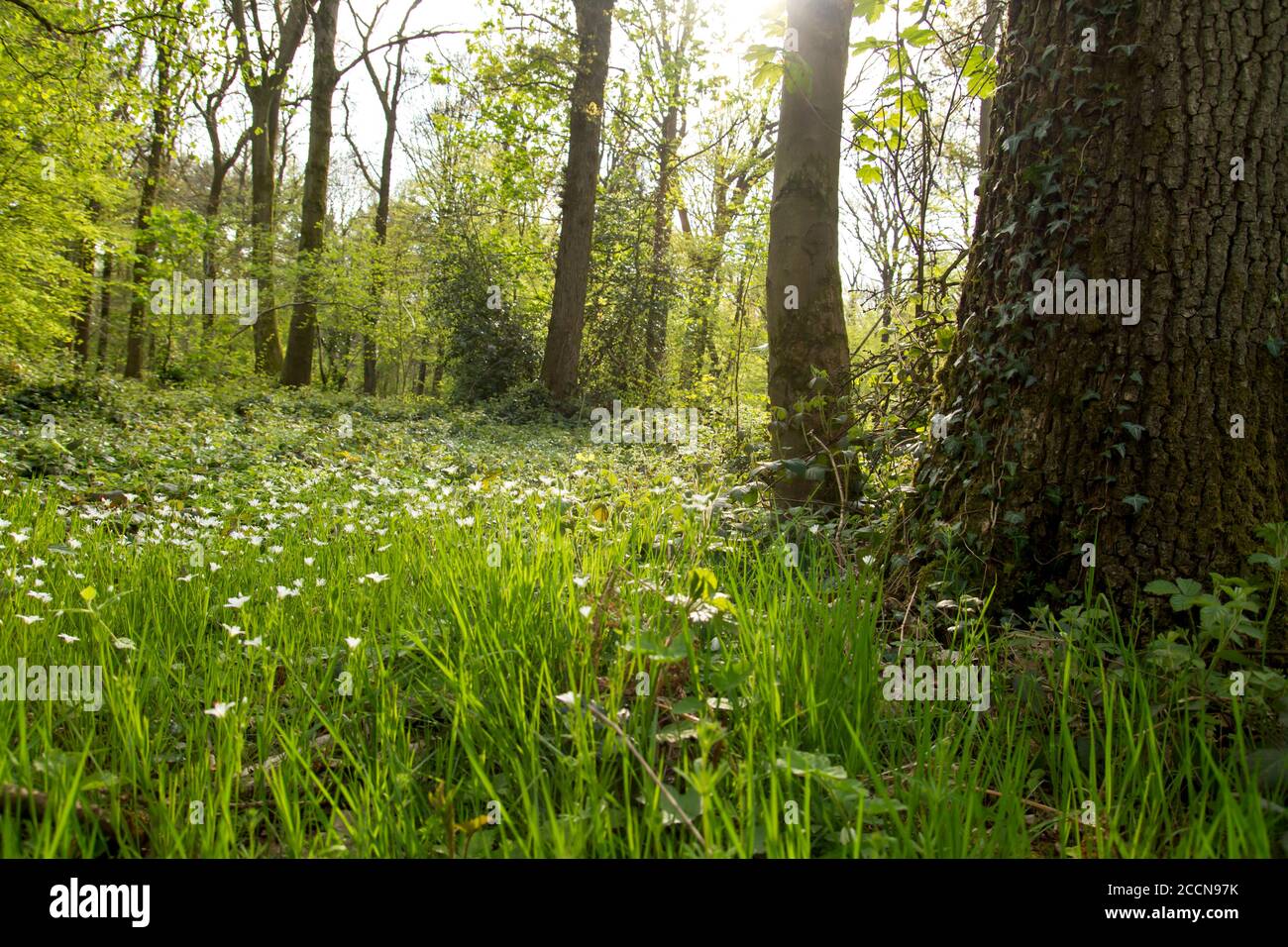 Green forest landscape in spring Stock Photo - Alamy