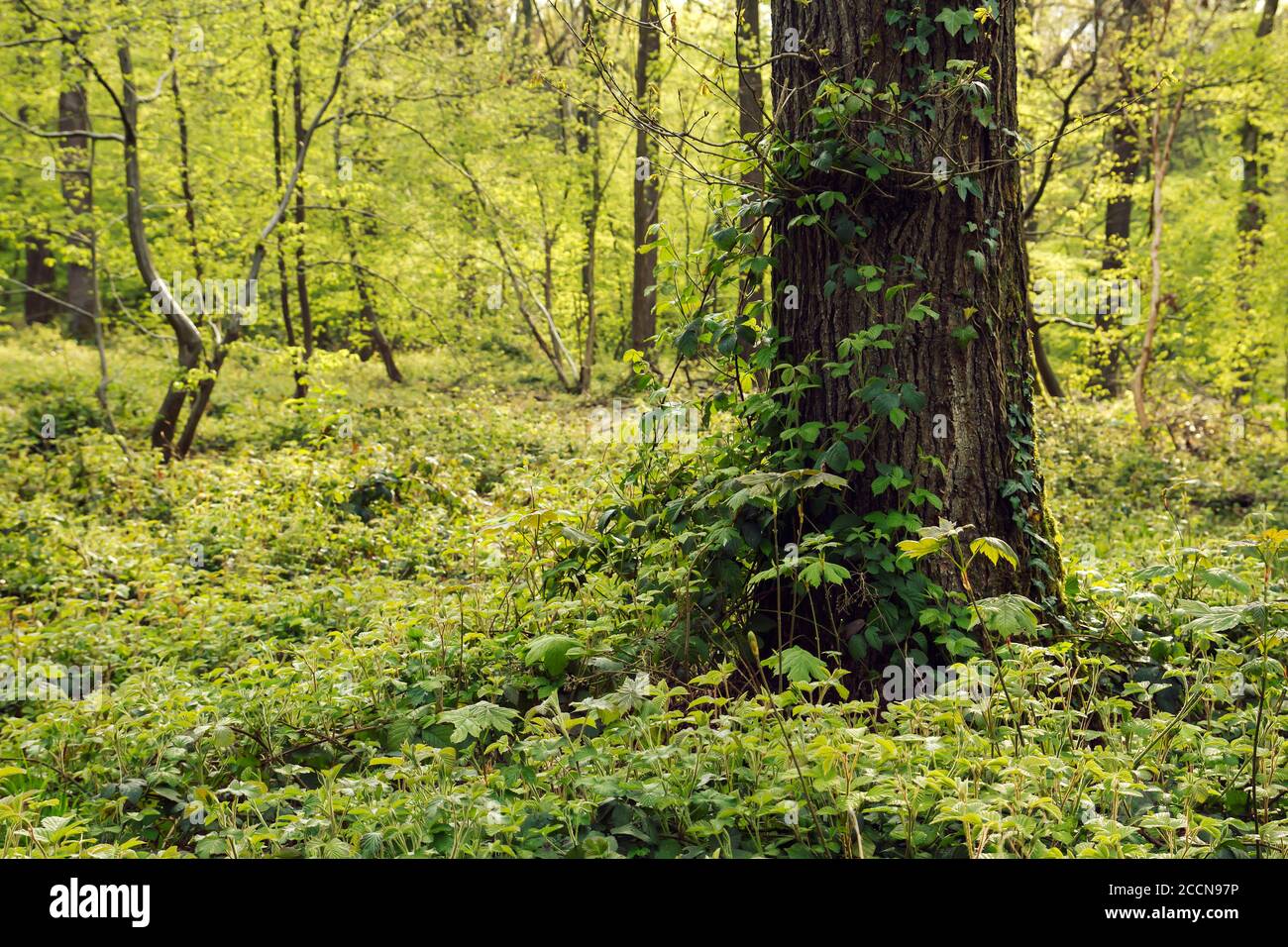 Messy forest hi-res stock photography and images - Alamy