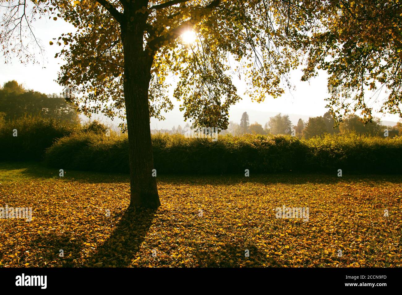 Climate deciduous trees hi-res stock photography and images - Alamy