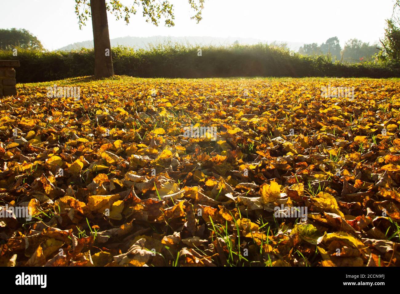 Fallen ground foliage deciduous hi-res stock photography and images - Alamy