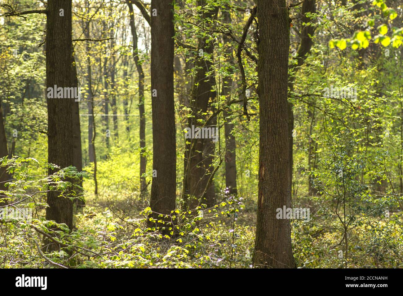 Green springtime forest landscape Stock Photo - Alamy