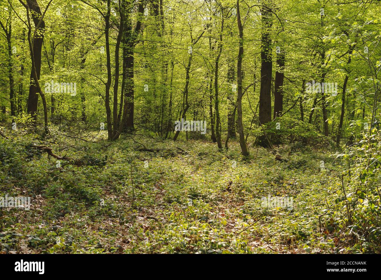 Sunlight forest trees belgium hi-res stock photography and images - Alamy