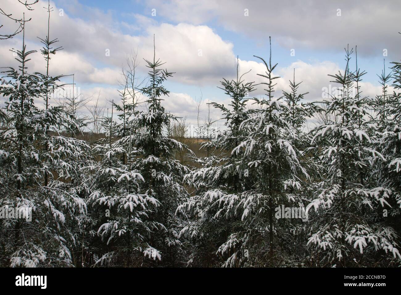 Snowy evergreen trees Stock Photo - Alamy