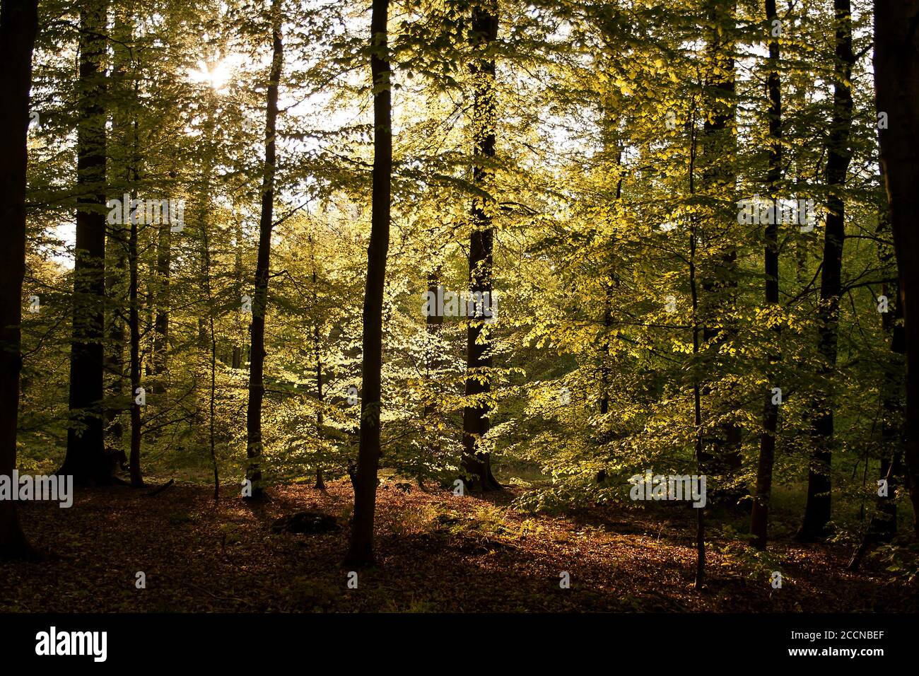 Green forest landscape Stock Photo - Alamy