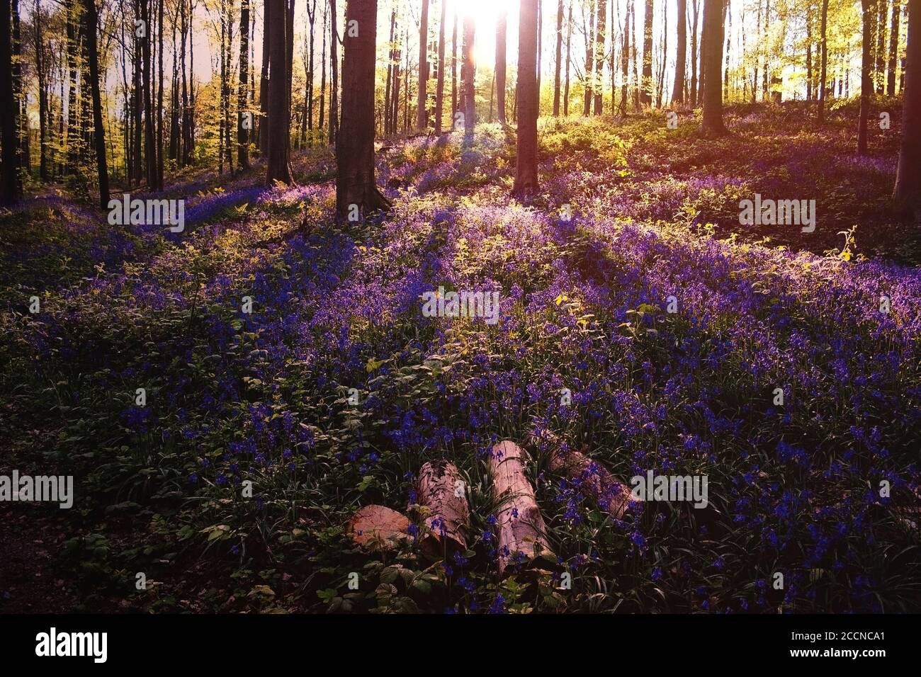 Springtime forest landscape with wild bluebell flowers blooming Stock ...