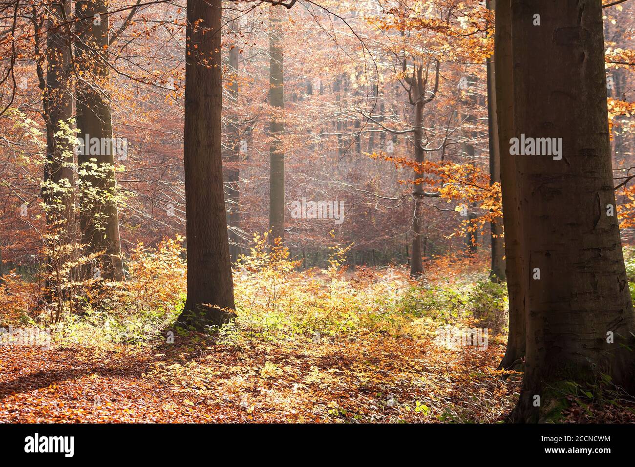 Deciduous seasonal forest hi-res stock photography and images - Alamy