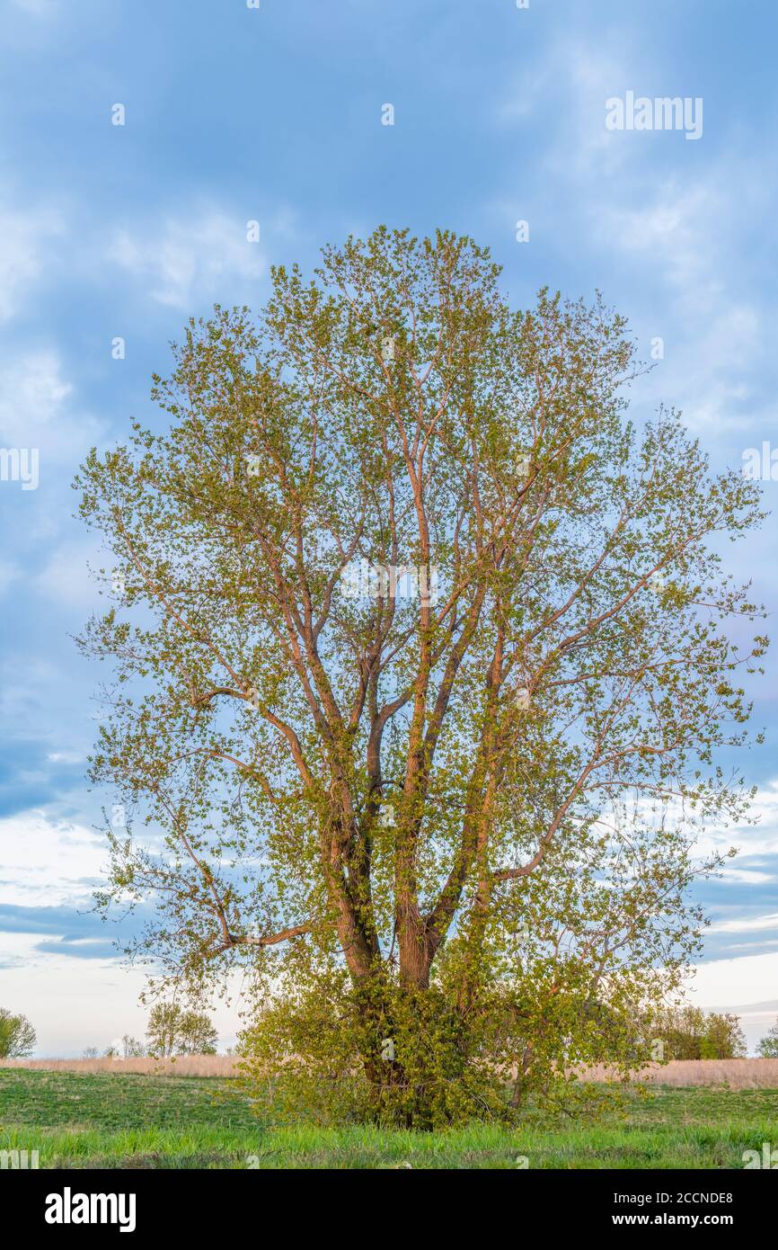 Eastern Cottonwood Tree (Populus deltoides), Spring, E USA, by ...