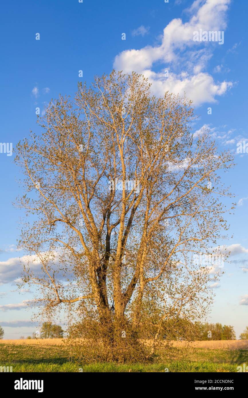 Eastern Cottonwood Tree (Populus deltoides), Spring, E USA, by ...