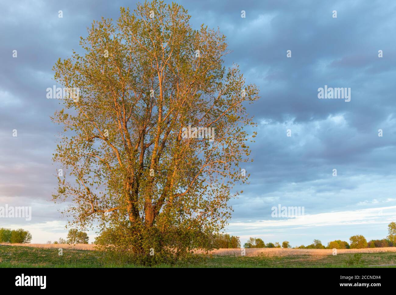 Eastern Cottonwood Tree (Populus deltoides), Spring, E USA, by ...