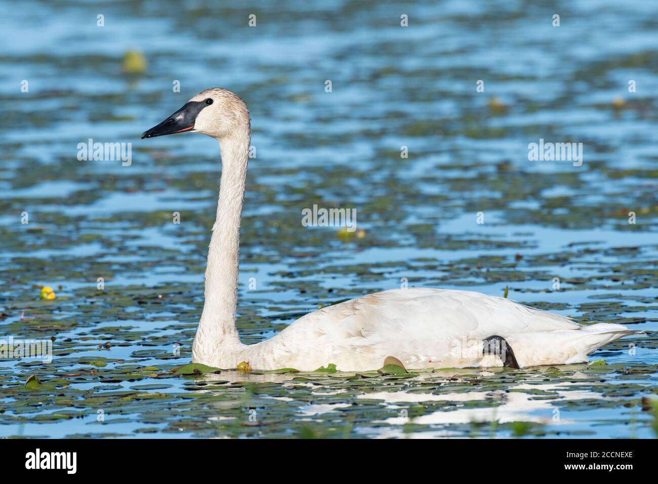 Swan and immature swan swimming hi-res stock photography and images - Alamy