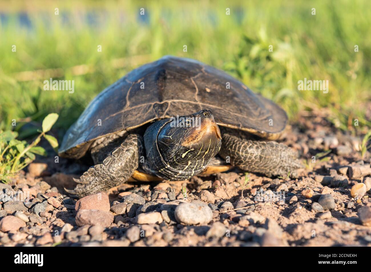 Map of armour hi-res stock photography and images - Alamy