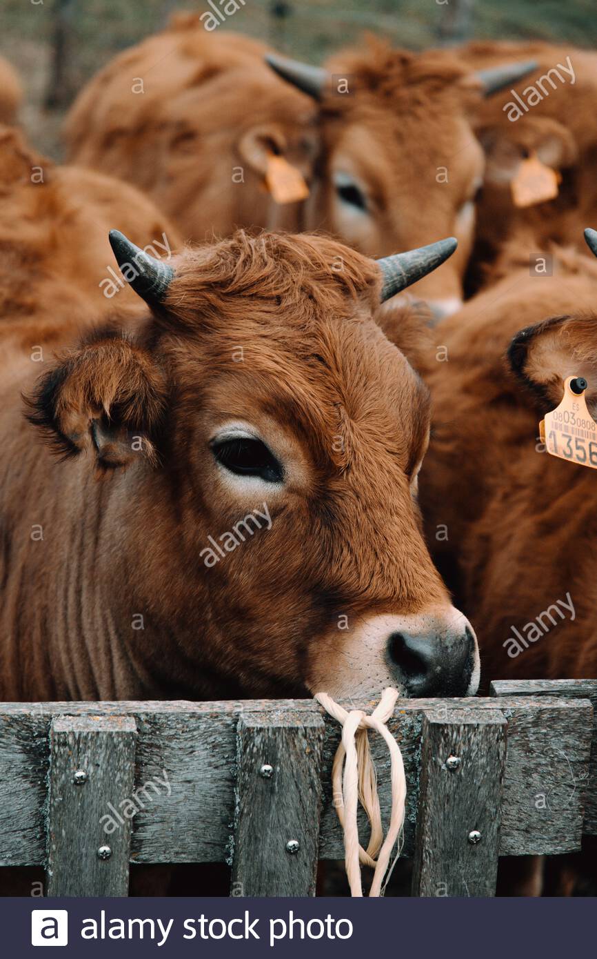 Cow Looking Over Fence High Resolution Stock Photography and Images - Alamy
