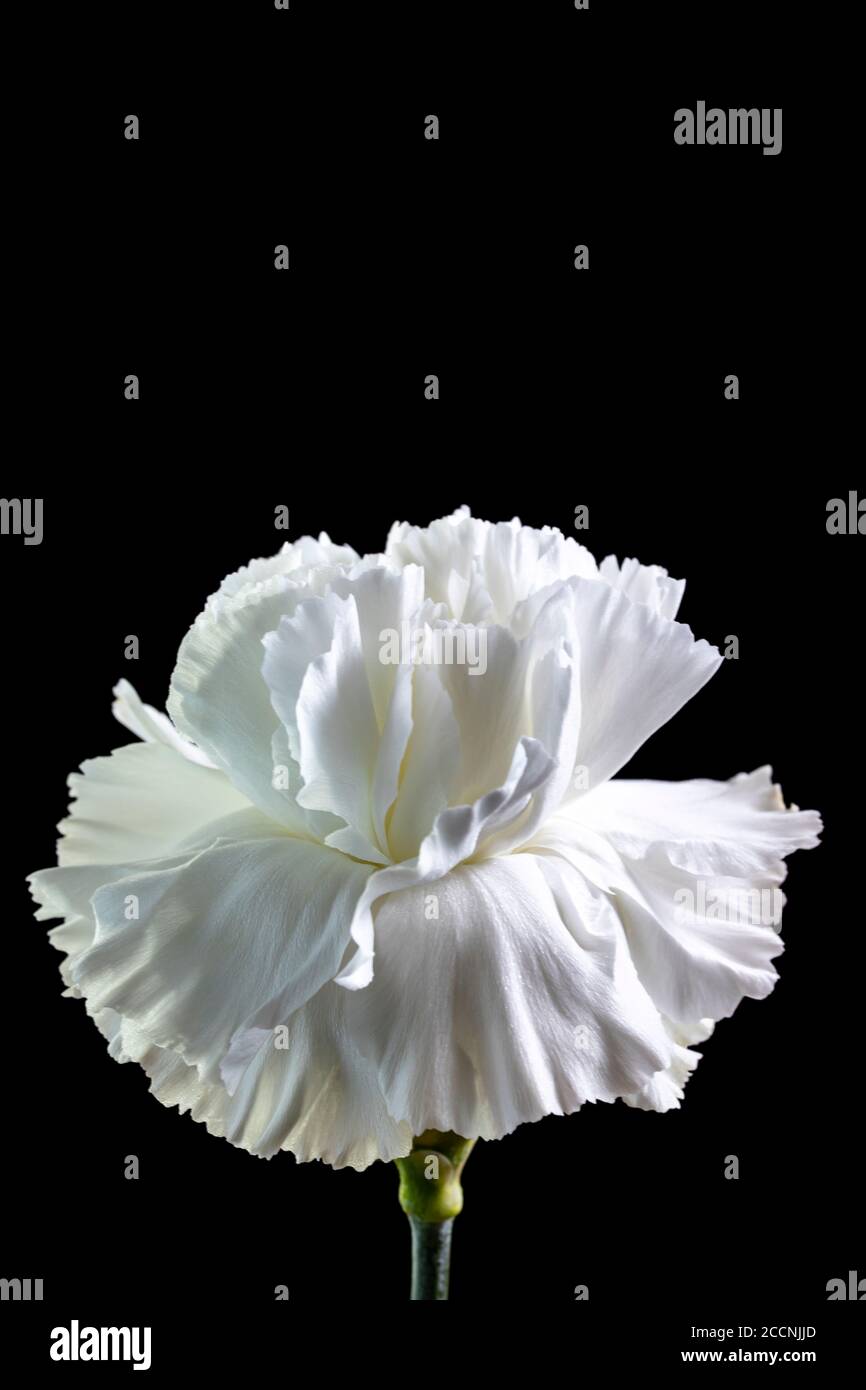 Carnation heads hi-res stock photography and images - Alamy