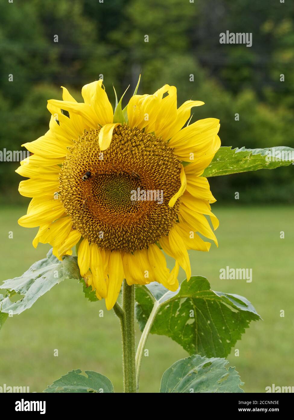 Full bloom sunflower hi-res stock photography and images - Alamy