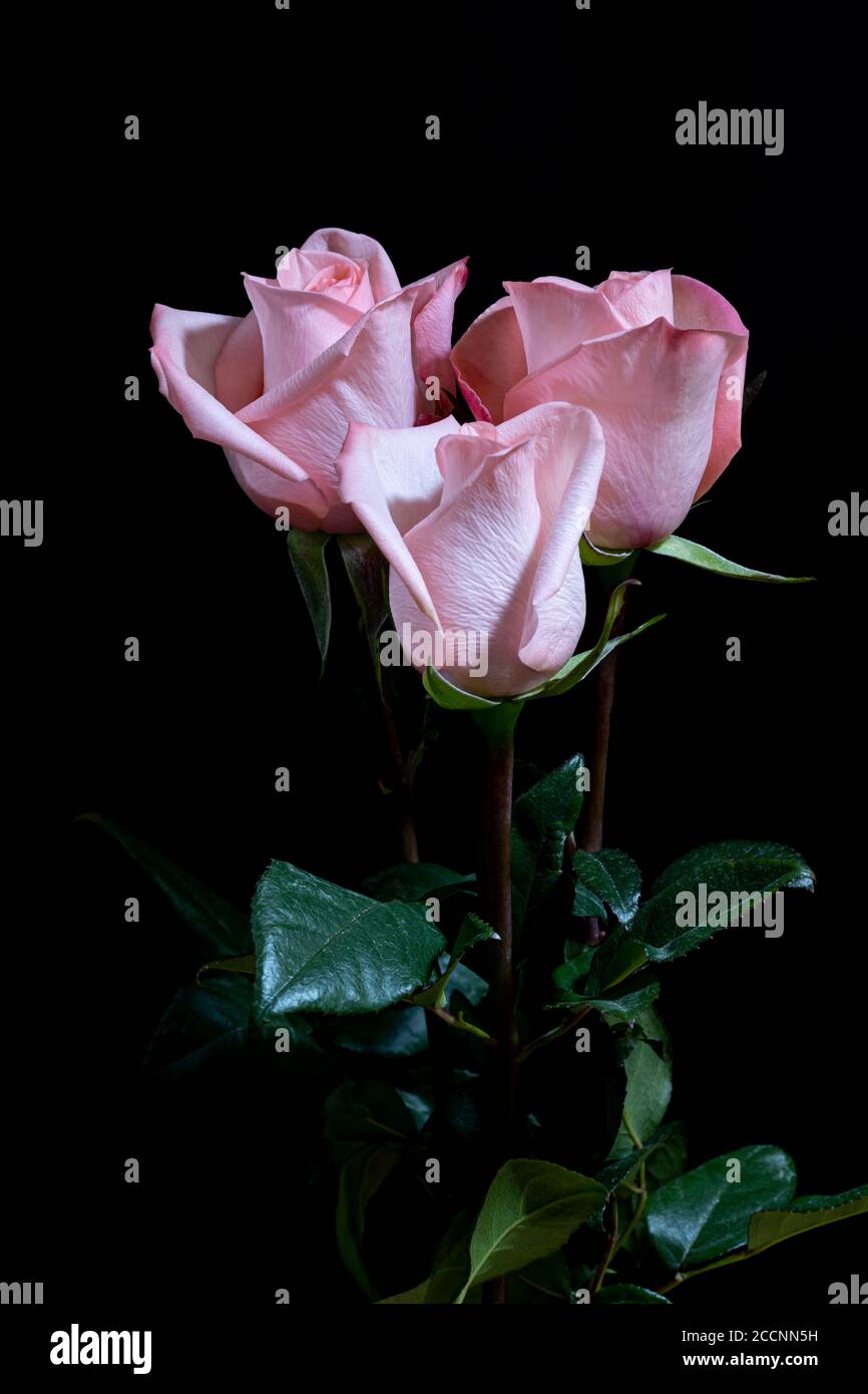 Rosa pink perfection hi-res stock photography and images - Alamy