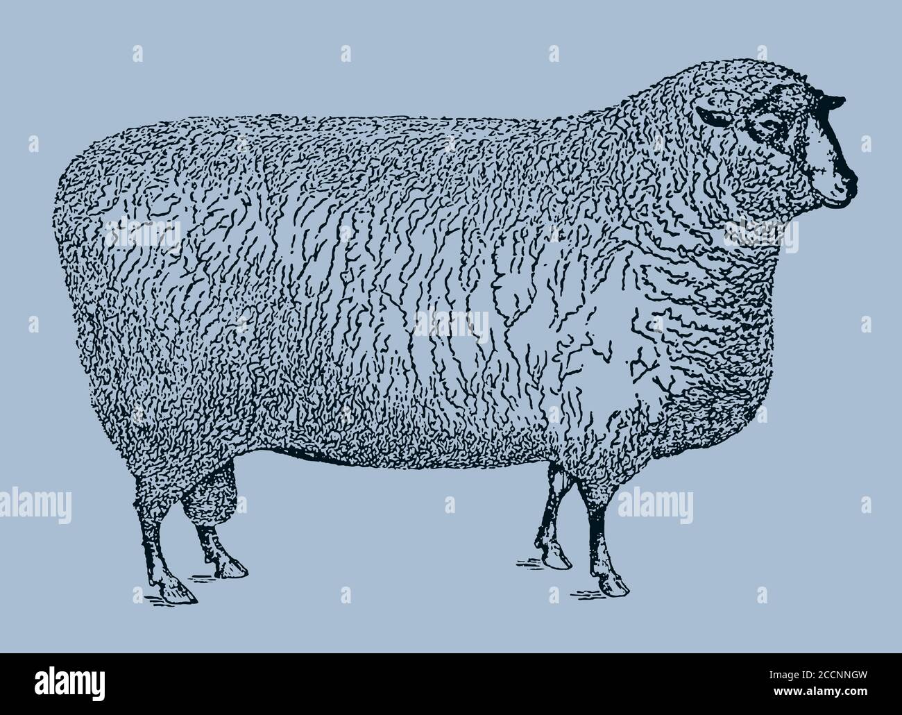 Southdown sheep hi-res stock photography and images - Alamy