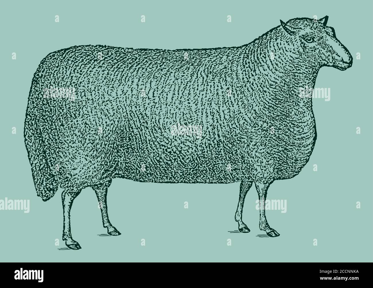 Cheviot sheep ram in side view isolated on a blue background, after an ...