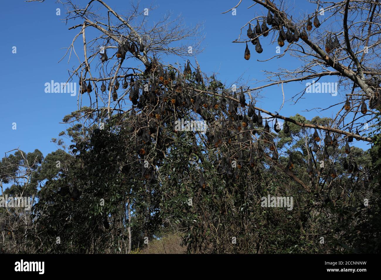 Grey-Headed Flying Fox colony, next to Wolli Creek, Earlwood Stock ...