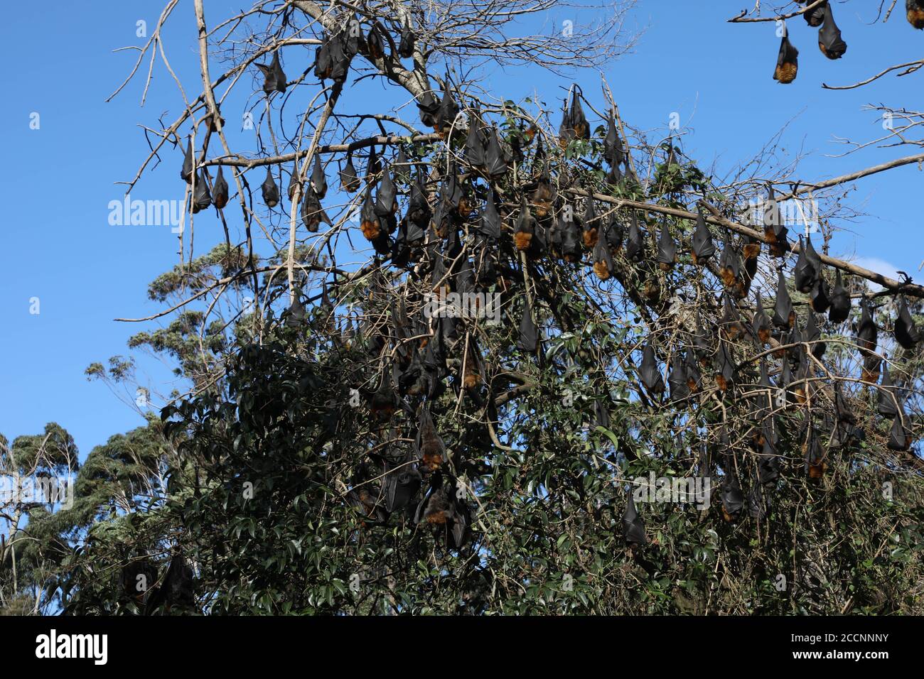 Grey-Headed Flying Fox colony, next to Wolli Creek, Earlwood Stock ...
