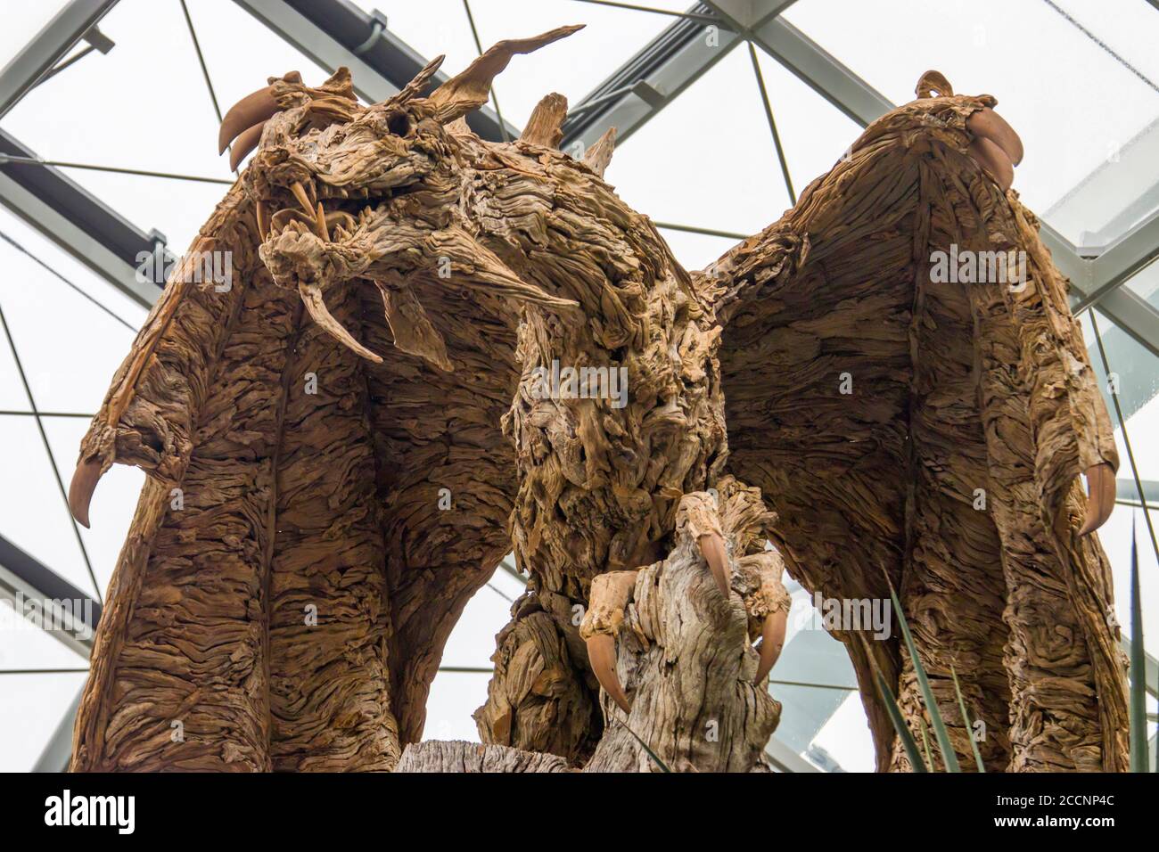 Singapore Aug 23rd 2020: the dragon root carving in the flower dome of ...