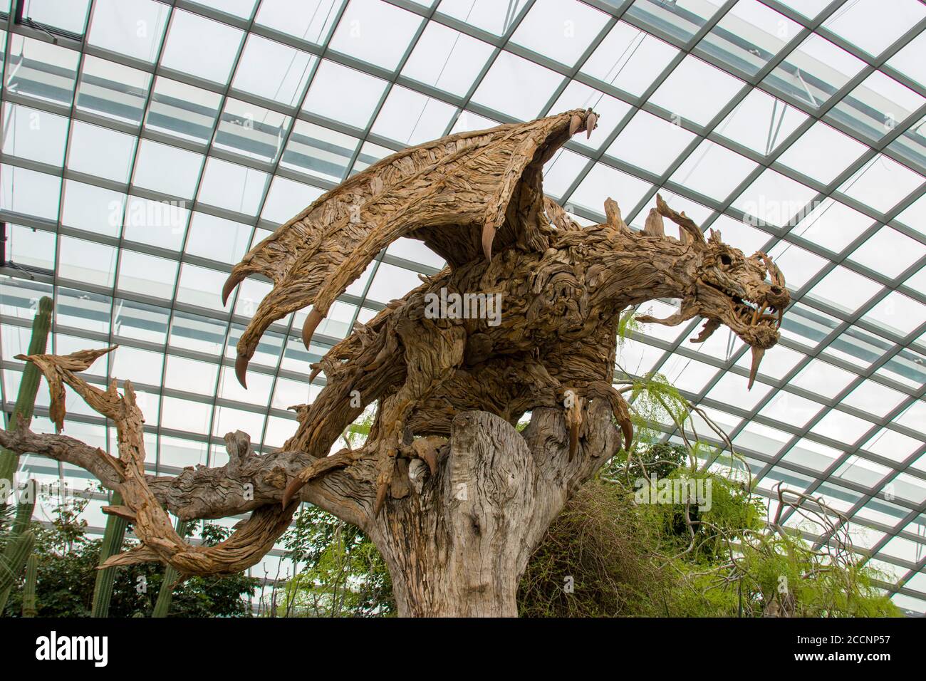 Dragon root hi-res stock photography and images - Alamy