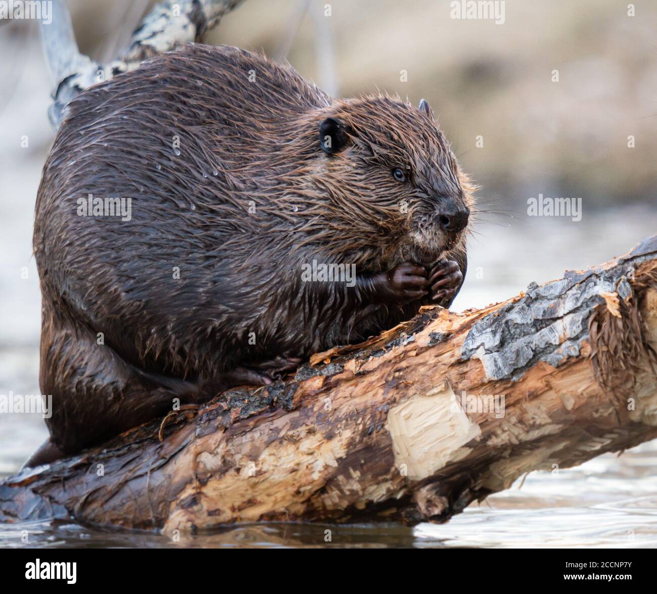 Beaver in the Canadian wilderness Stock Photo - Alamy
