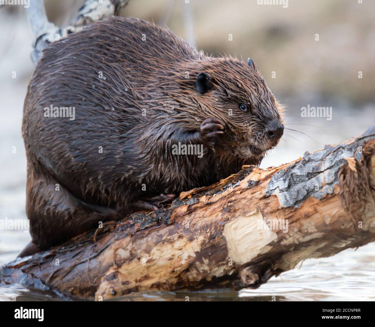 Beaver in the Canadian wilderness Stock Photo - Alamy