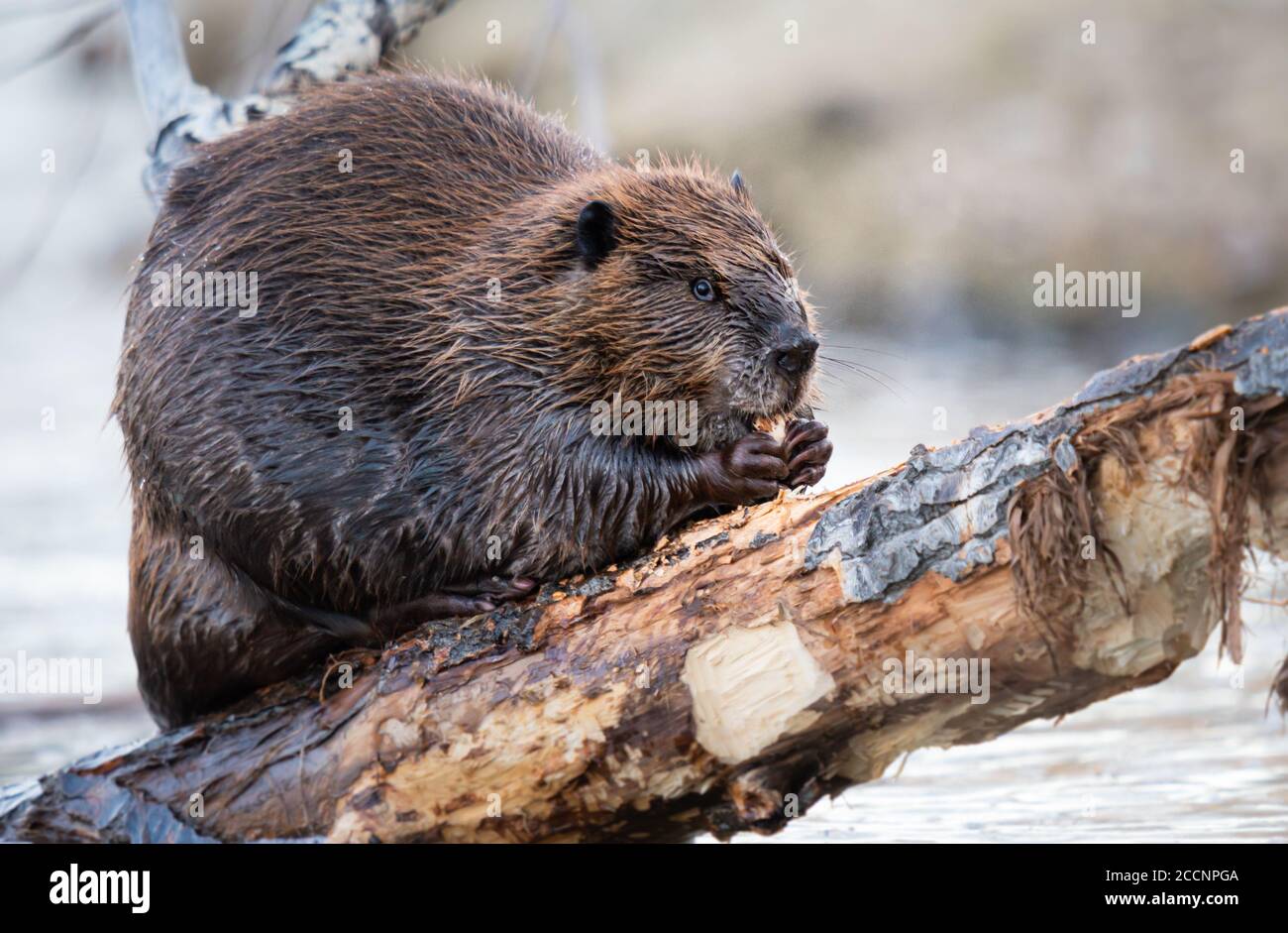 Beaver in the Canadian wilderness Stock Photo - Alamy