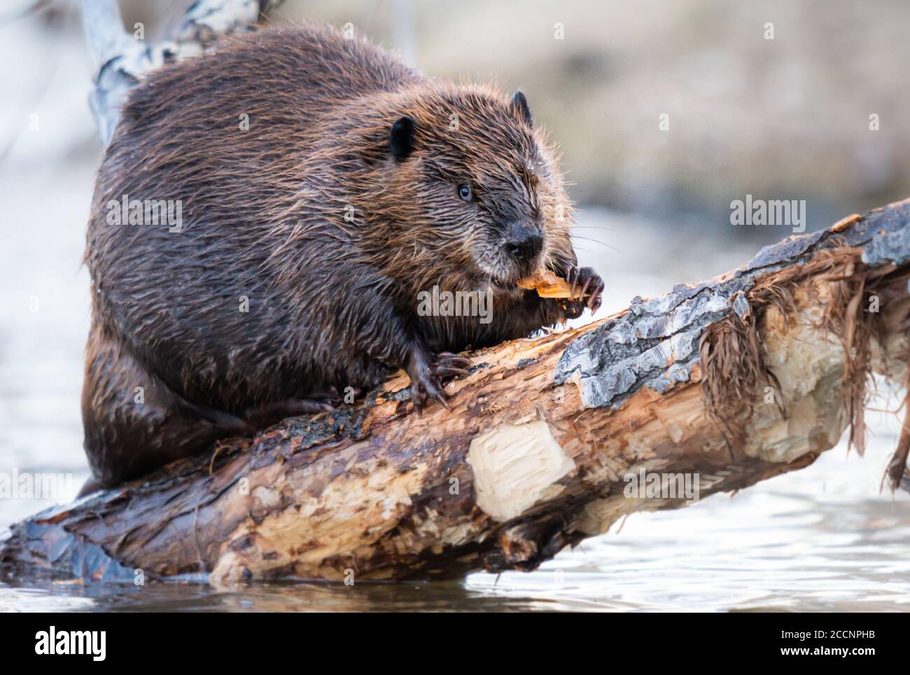 Beaver in the Canadian wilderness Stock Photo - Alamy