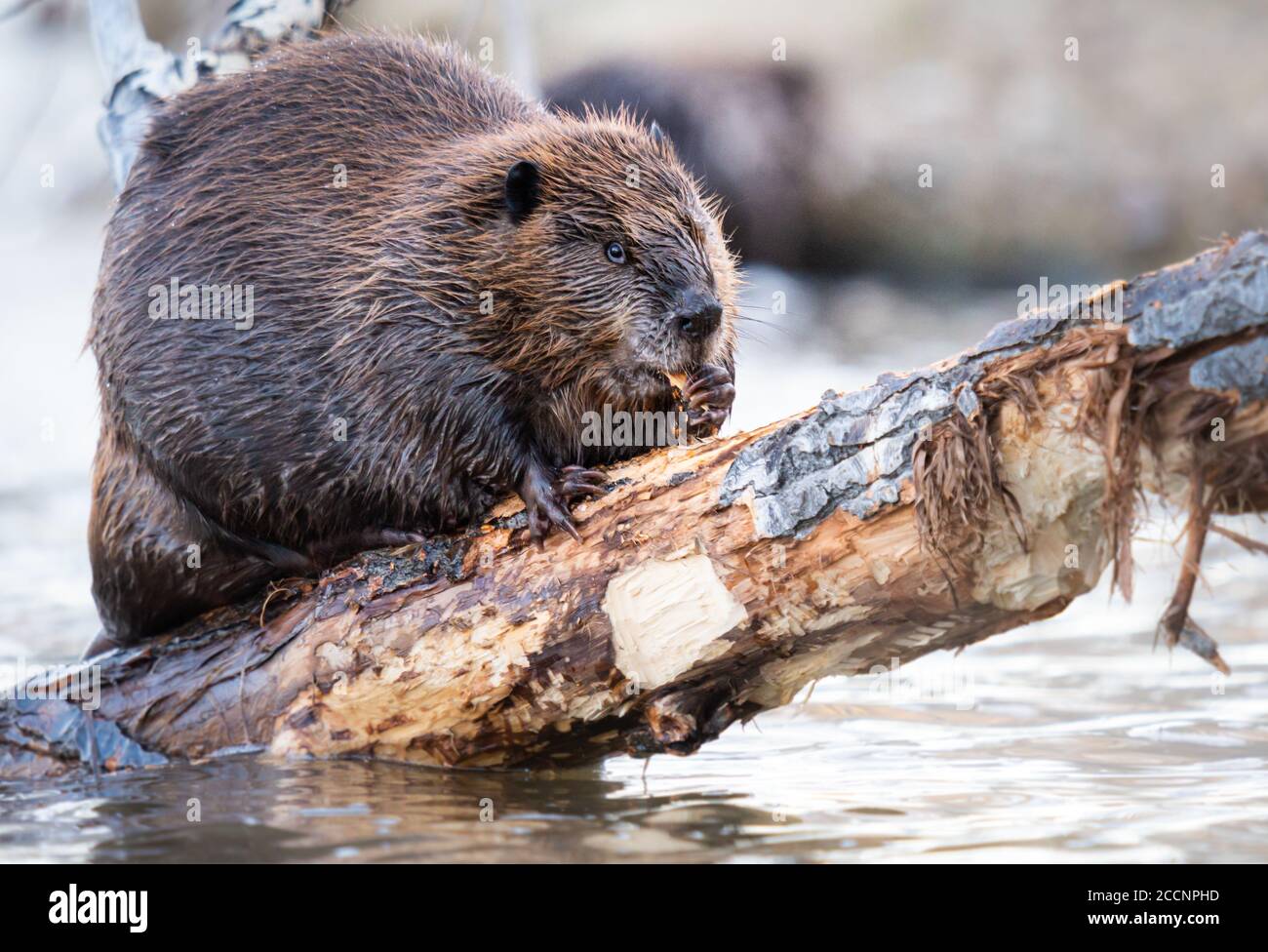 Beaver in the Canadian wilderness Stock Photo - Alamy