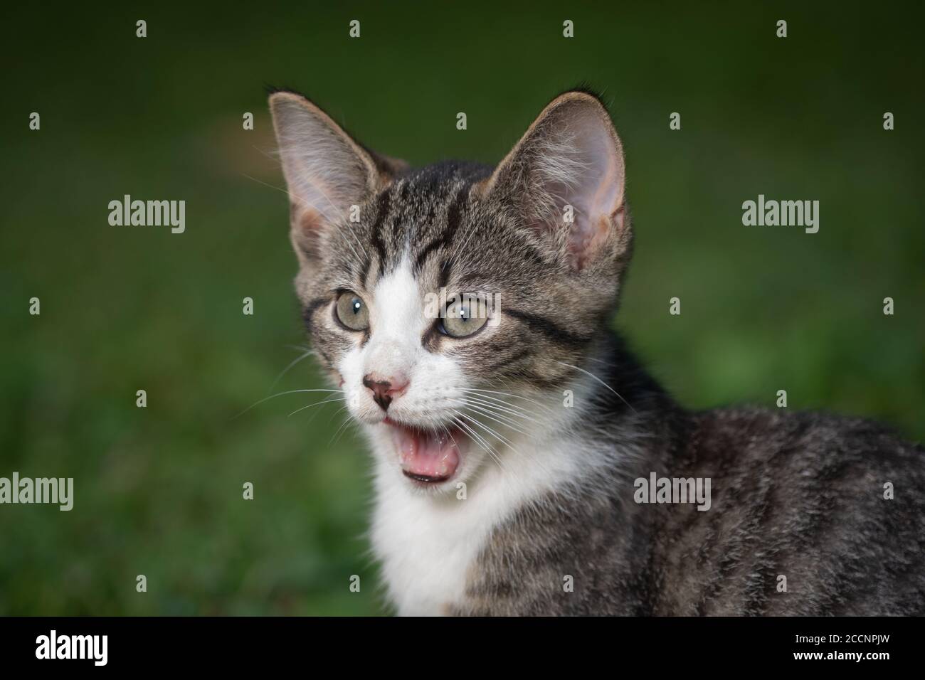 Shocked animal hi-res stock photography and images - Alamy
